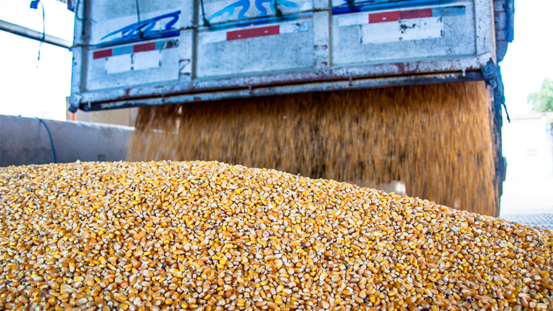 Grain season will boost panamax rates, but waning Chinese demand ...